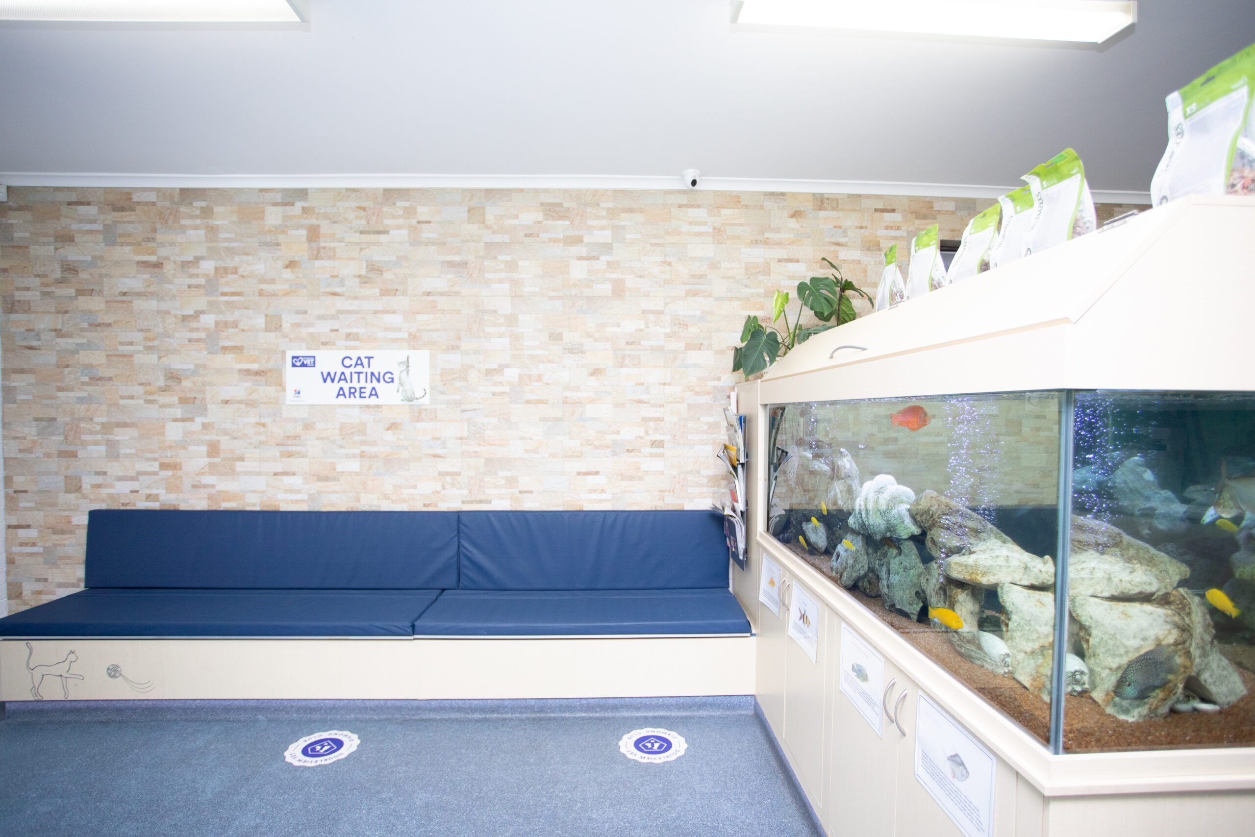 Gold Cat Friendly Clinic | Doubleview Veterinary Centre