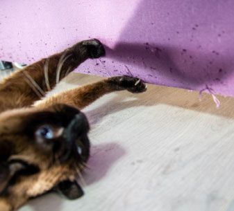 Behavioural Advice | Doubleview Veterinary Centre