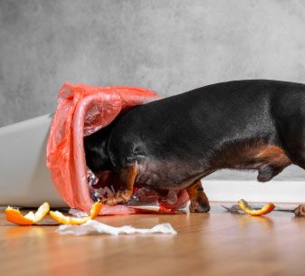 Behavioural Advice | Doubleview Veterinary Centre