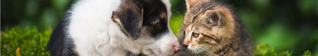 Heartworm | Doubleview Veterinary Centre