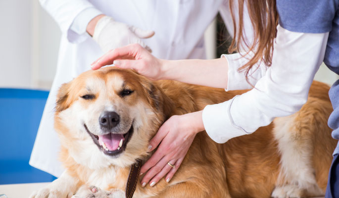 Heartworm | Doubleview Veterinary Centre