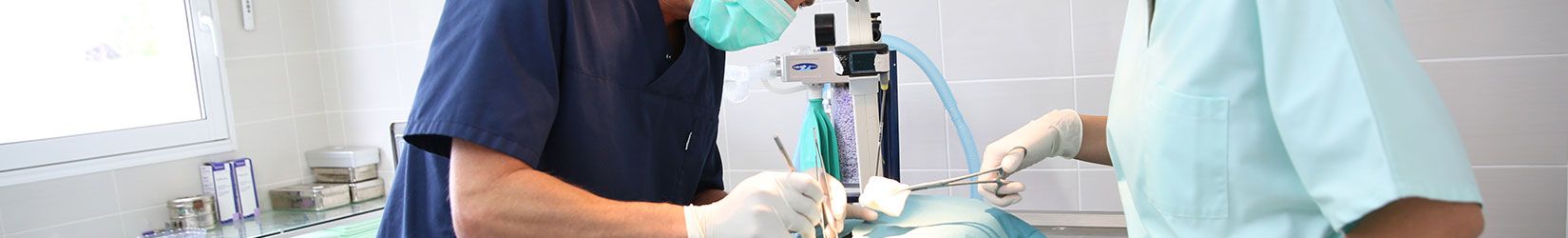 Soft Tissue Surgery | Doubleview Veterinary Centre