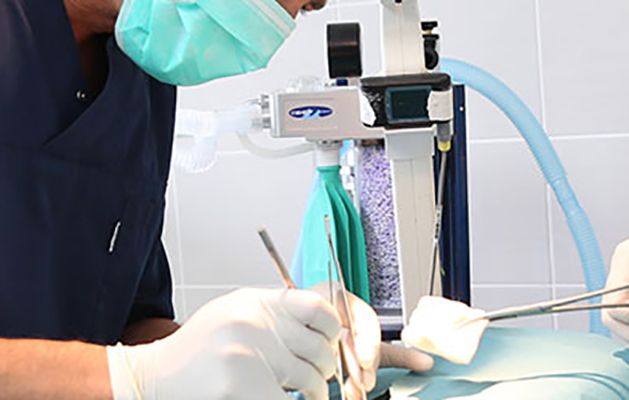 Soft Tissue Surgery | Doubleview Veterinary Centre